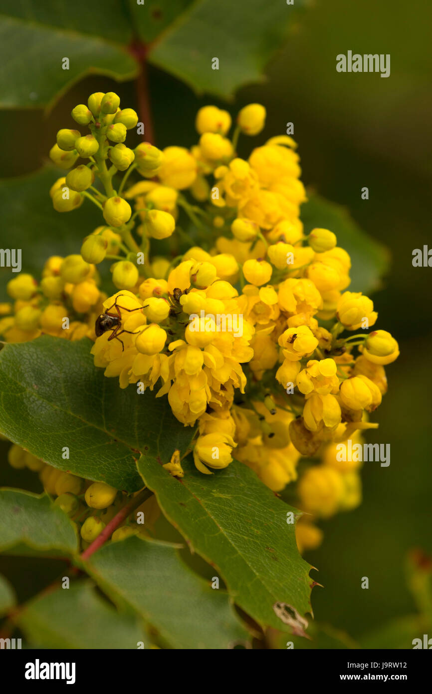 Oregon grape (Mahonia aquifolium) in bloom, Roaring River County Park ...