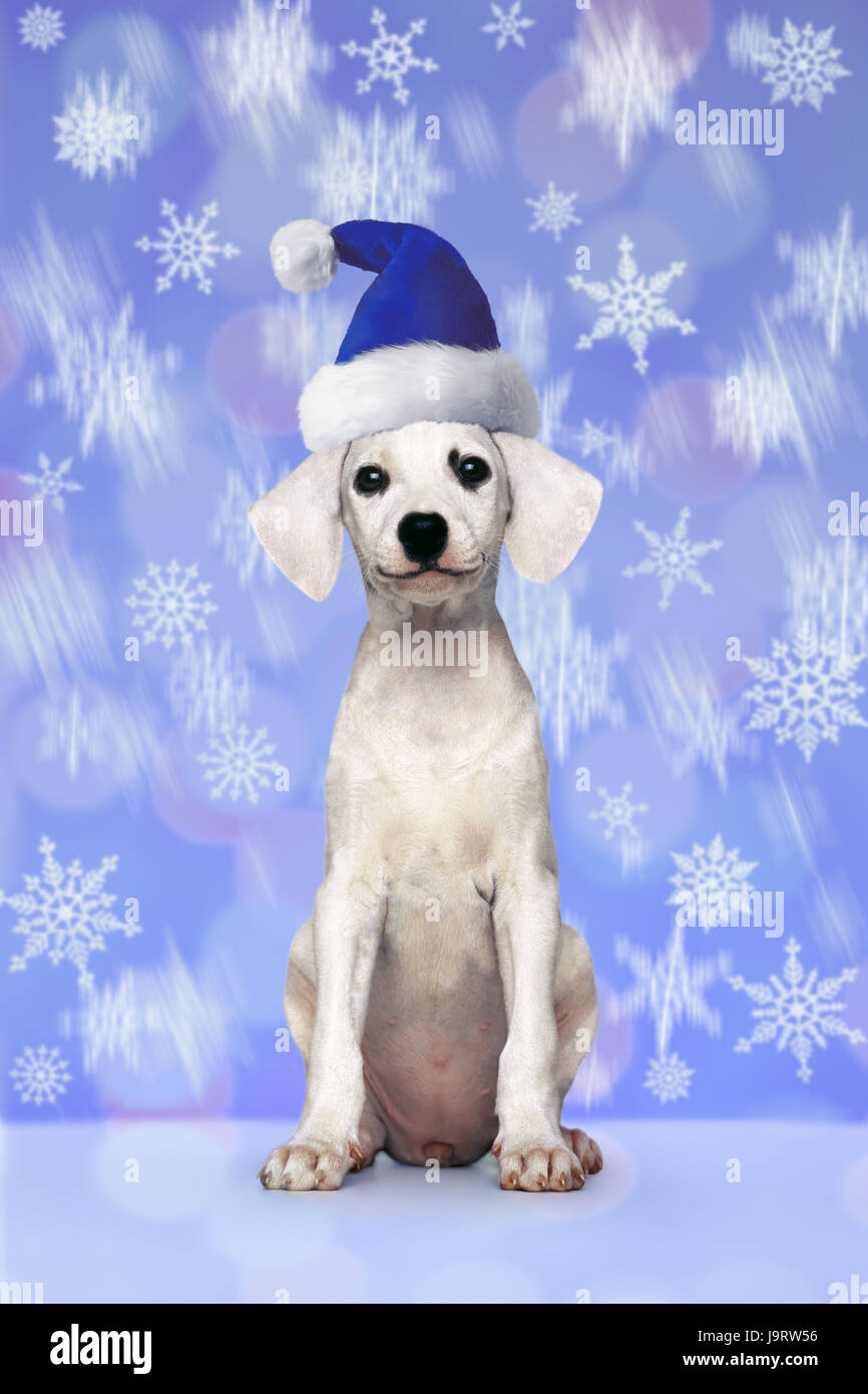 Dog,puppy,white,there sit,blue,Nicholas's cap,snowflakes Stock Photo ...