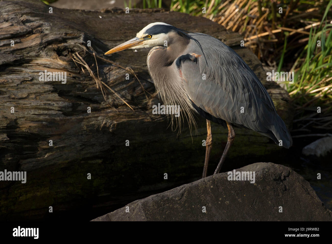 Great blue heron (Ardea herodias) from Fern Ridge Path, West Eugene ...