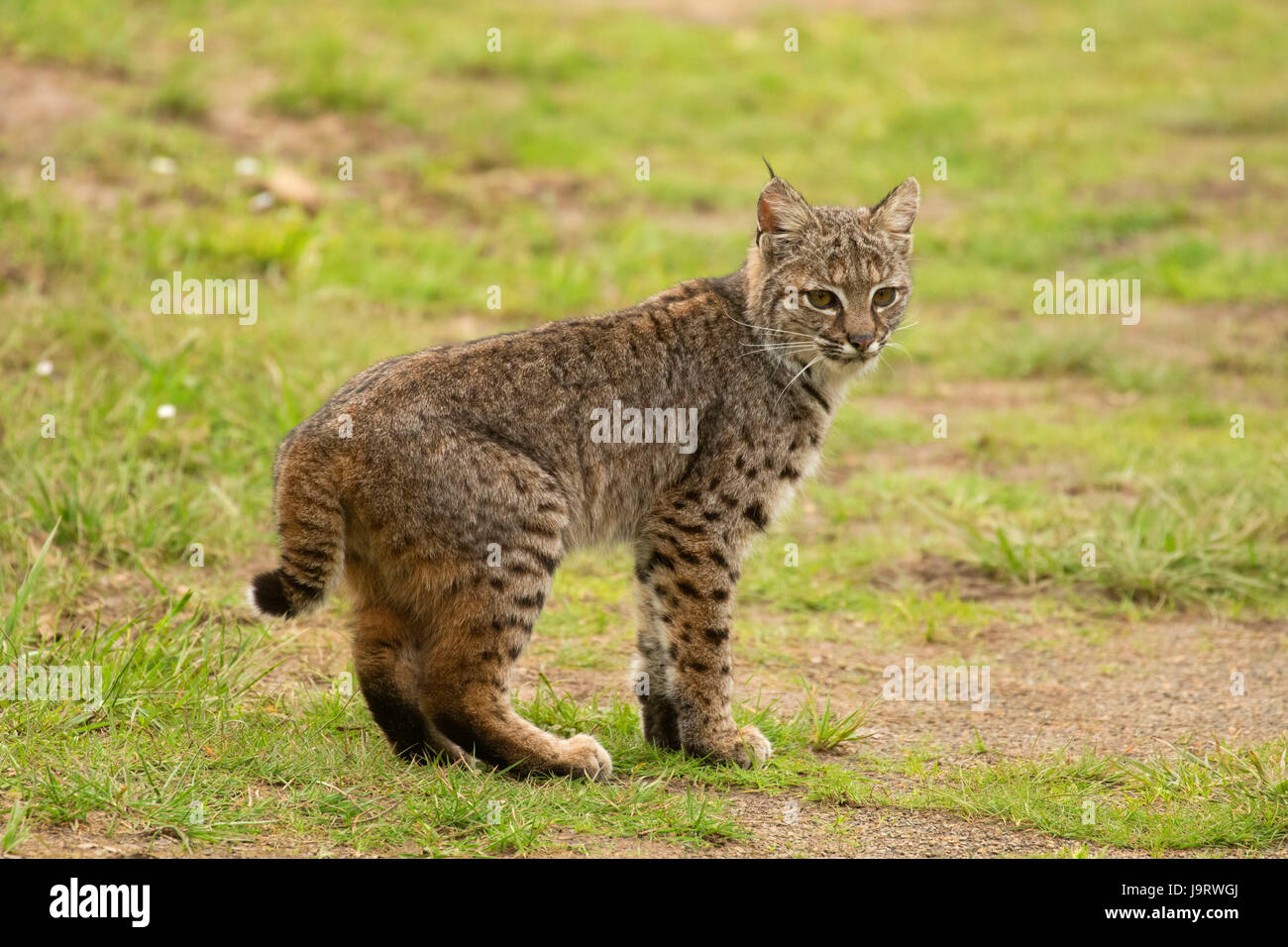 Bobcat, William Finley National Wildlife Refuge, Oregon Stock Photo - Alamy