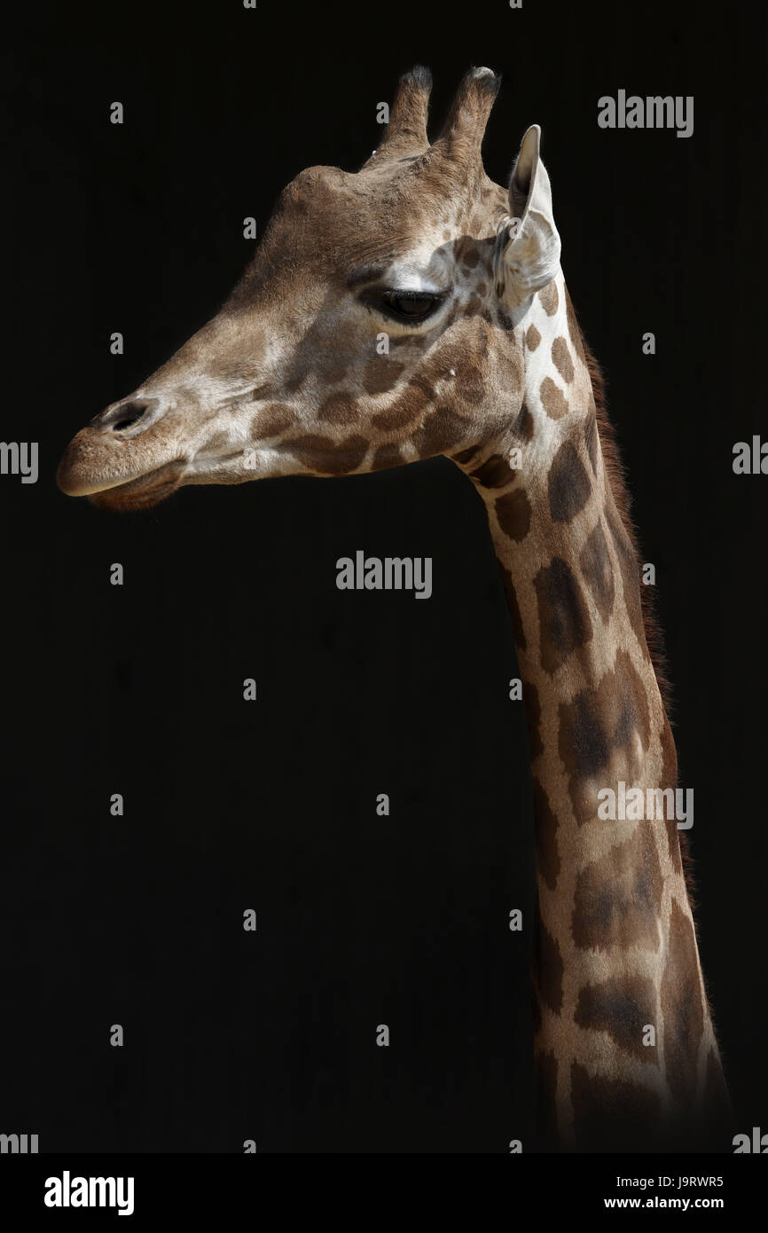 Giraffe,portrait,at the side Stock Photo - Alamy