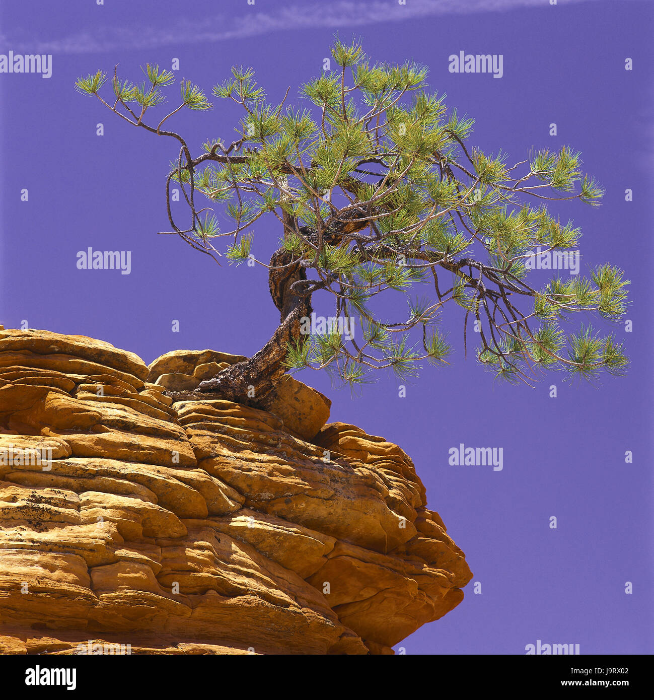 The USA,Utah,Zion Nationwide park,rock,tree,pine,nature,vegetation ...