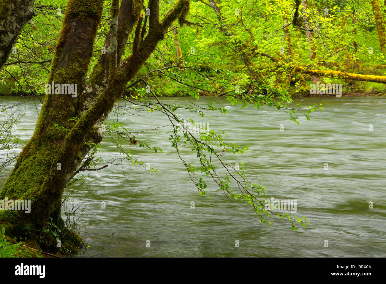 McKenzie River, Forest Glen County Park, Lane County, Oregon Stock ...