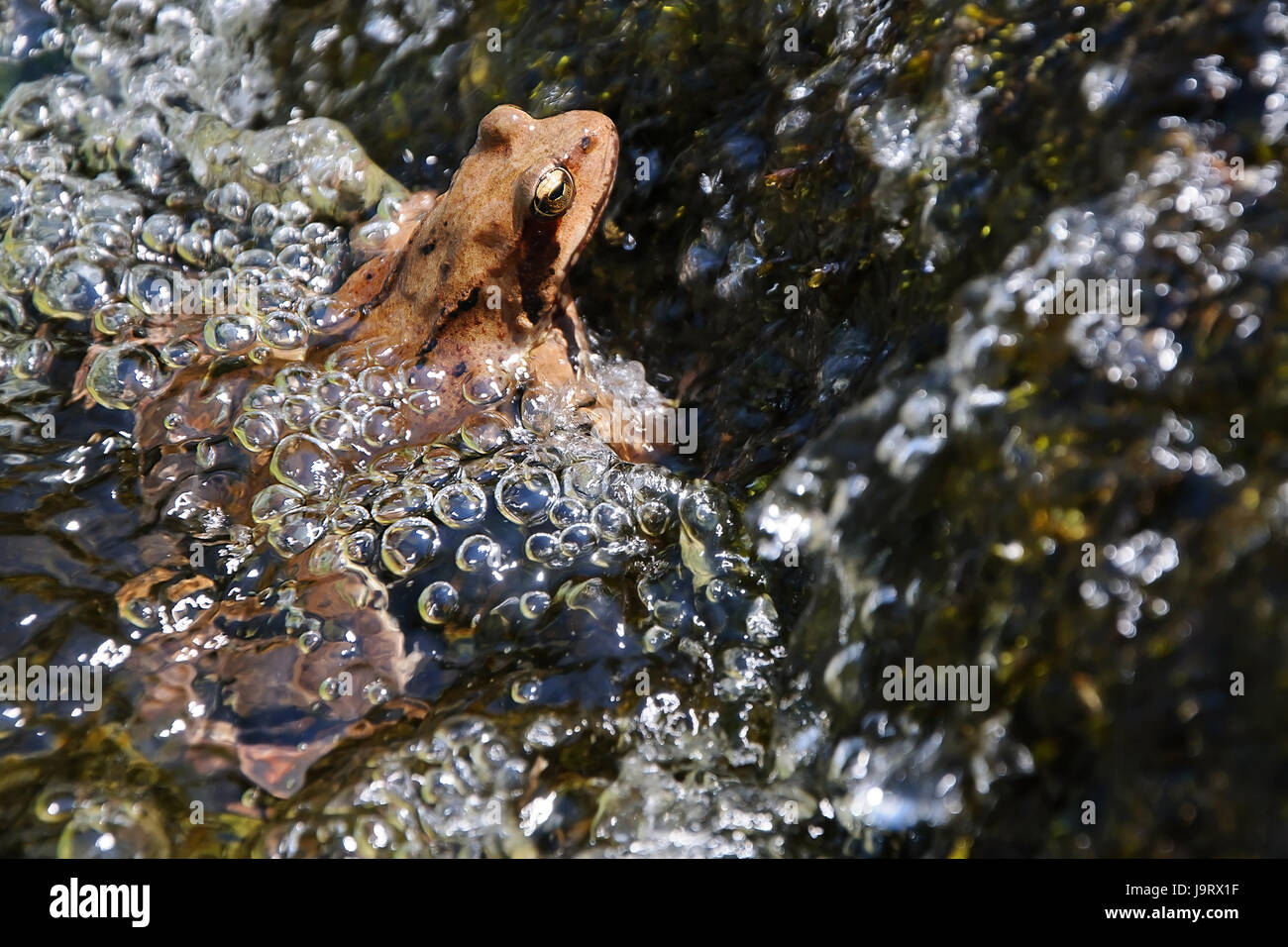 environment, enviroment, amphibians, frog, lower austria, ecosystem ...