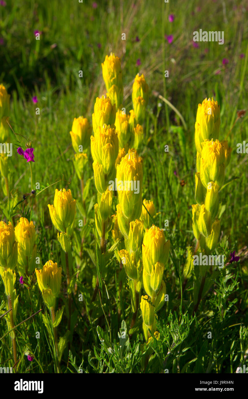 Golden indian paintbrush (Castilleja levisecta), William Finley ...