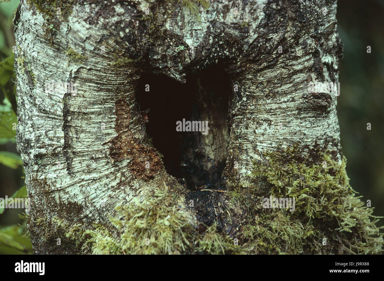 Trunk,hole,close up,tree,strain,detail,nobody,deserted,icon,sample ...