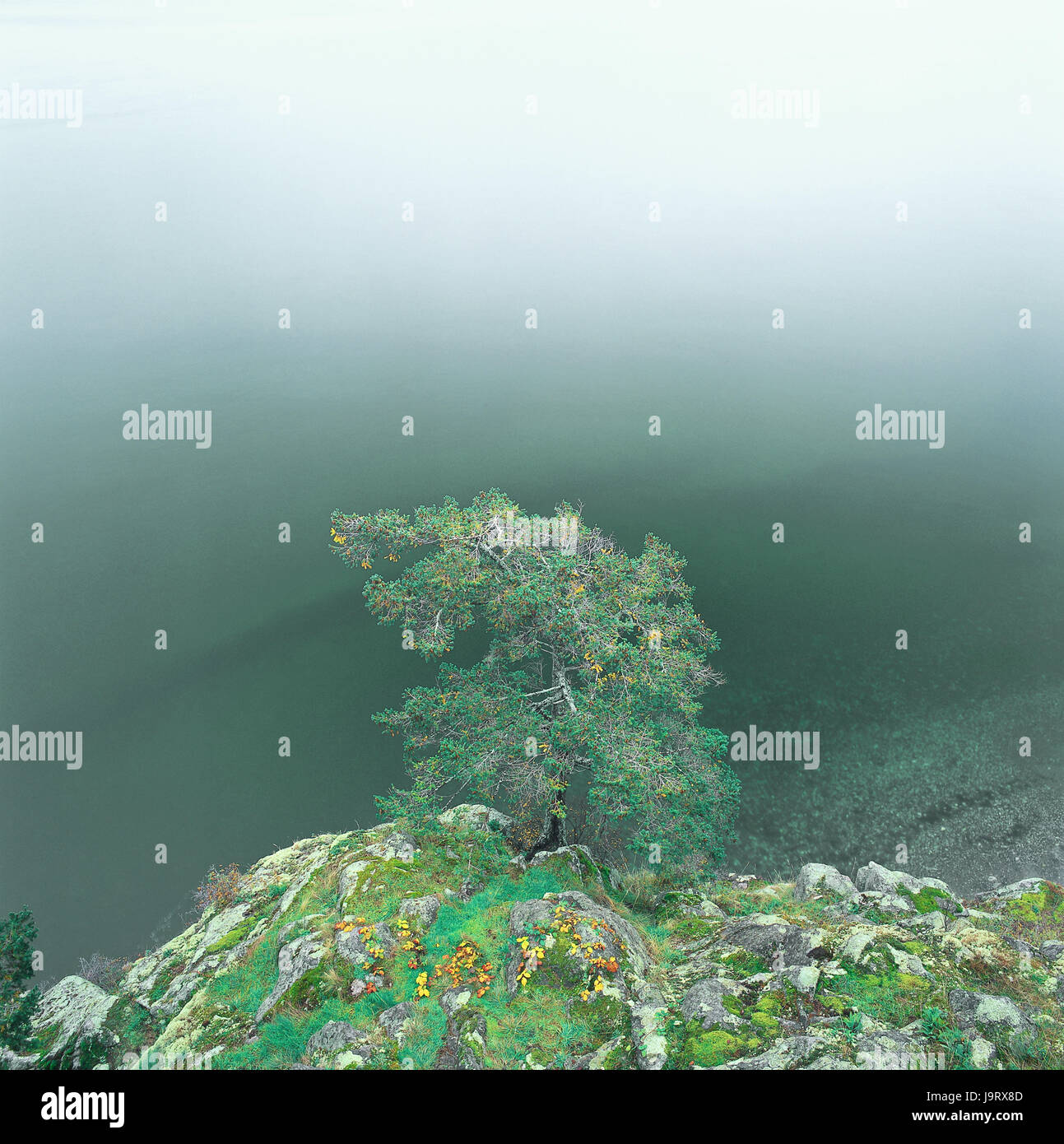 Canada,British Columbia,Gibsons,Sunshine Coast,sea,rock,tree,leaves ...