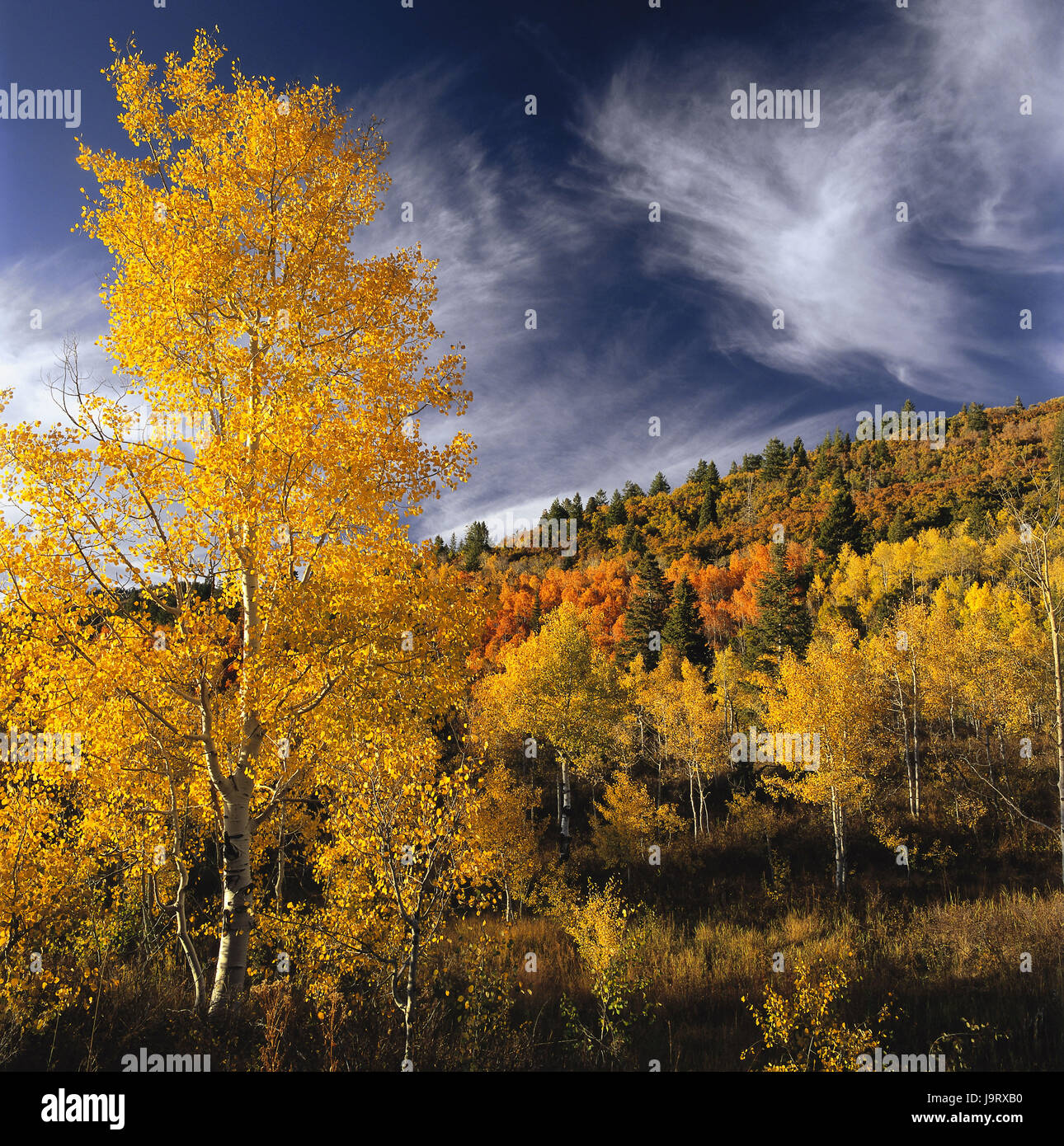 The USA,Utah,Uinta Mountains,Timpanogos region,wood,trees,autumn ...