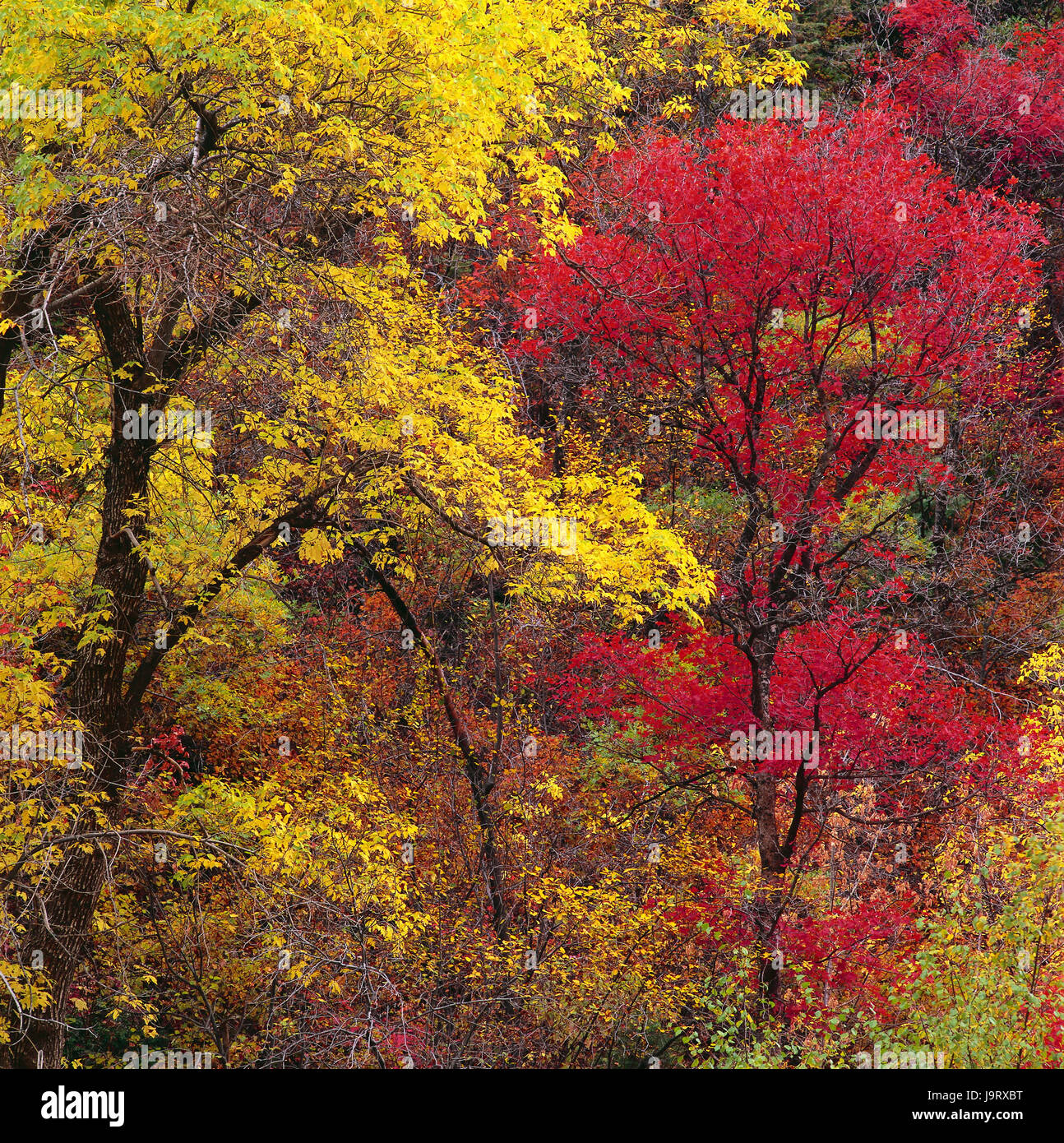 The USA,Utah,Uinta Mountains,Timpanogos region,wood,trees,autumn ...