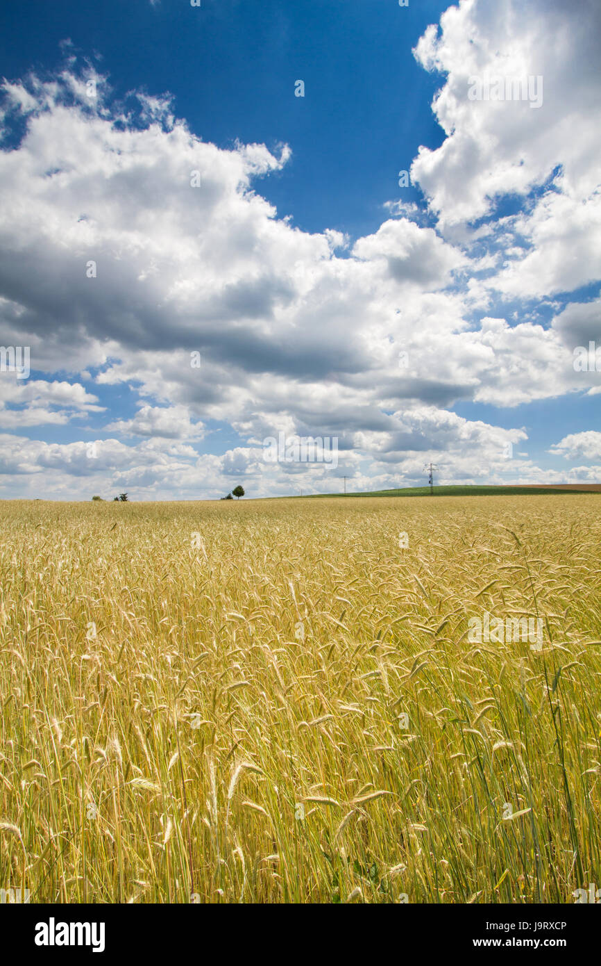 gerstenfeld in southern bavaria Stock Photo - Alamy