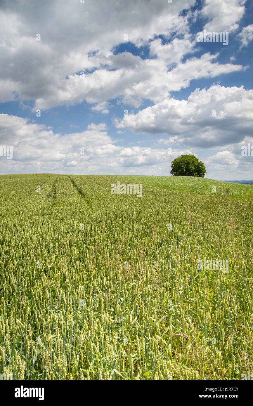barley field with single tree in southern bavaria Stock Photo - Alamy