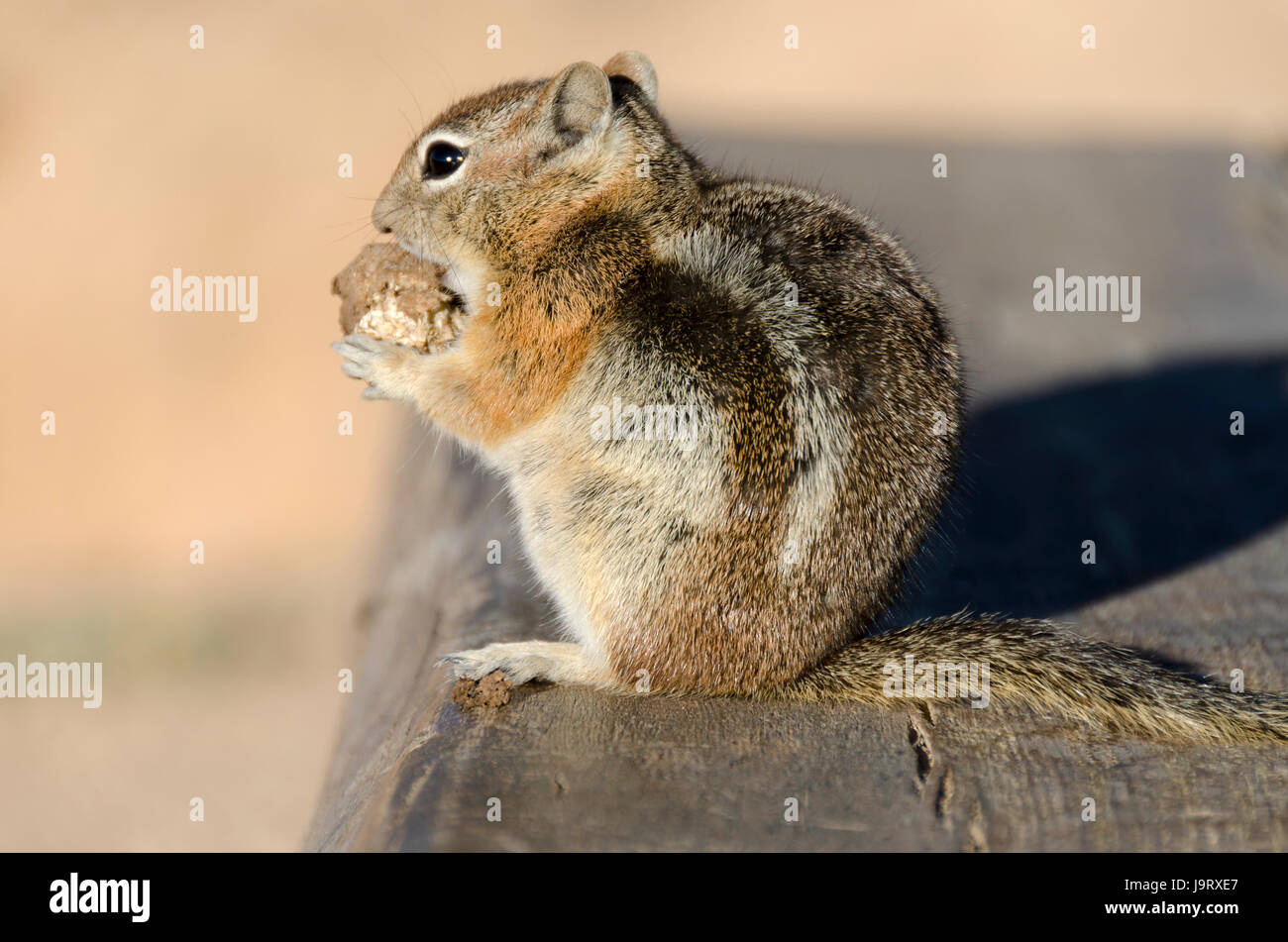park, national park, rodent, squirrel, seat, bench, travel, colour ...