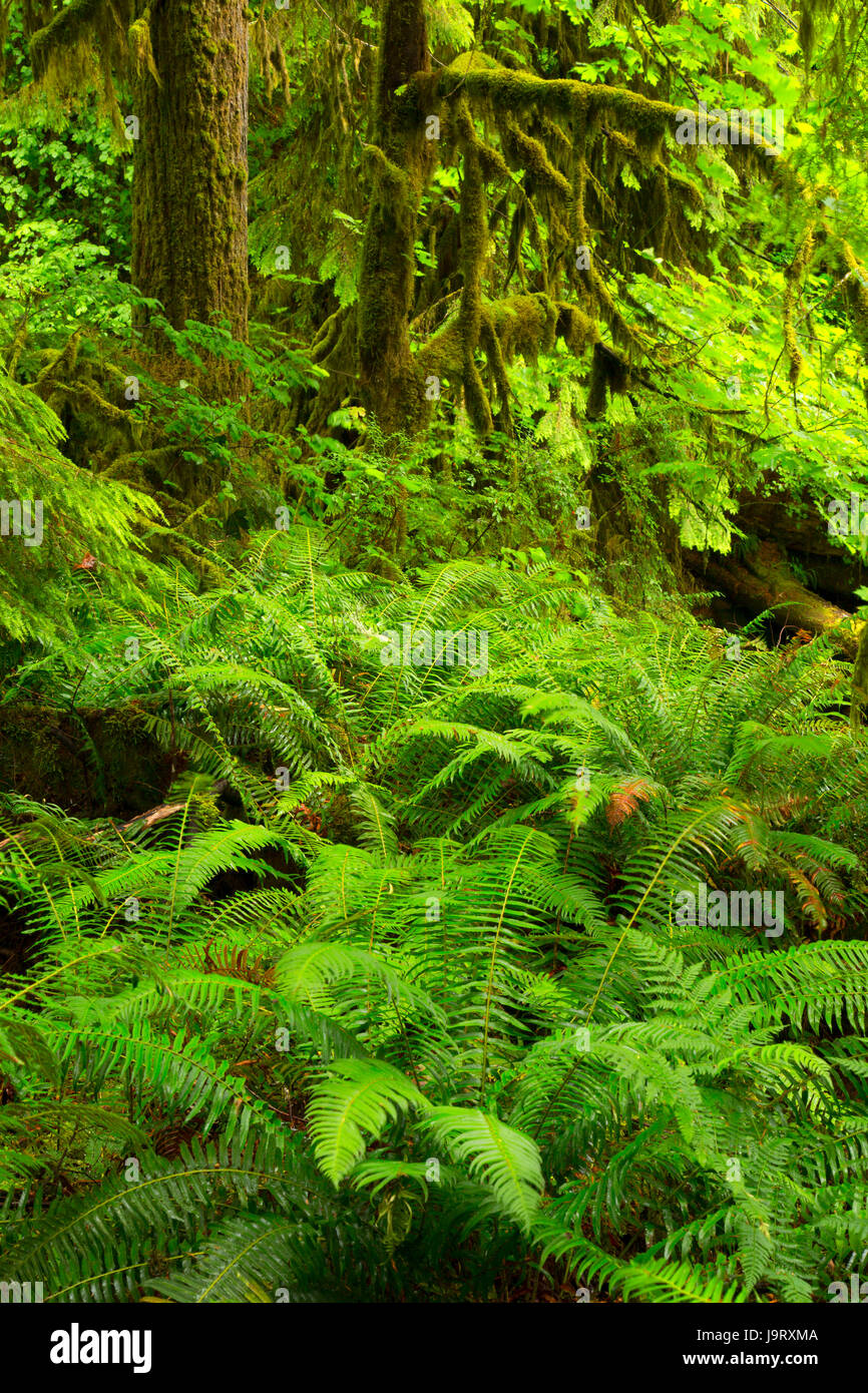 Western sword fern (Polystichum munitum), McDowell Creek Falls County ...