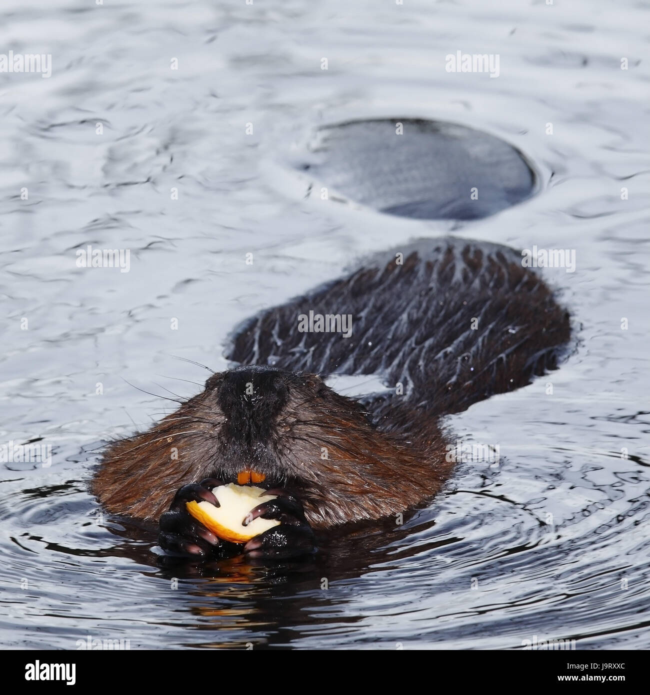 Castoridae hi-res stock photography and images - Alamy