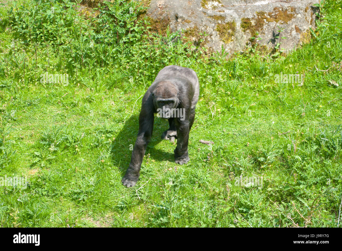 Emperor monkey zoo hi-res stock photography and images - Alamy
