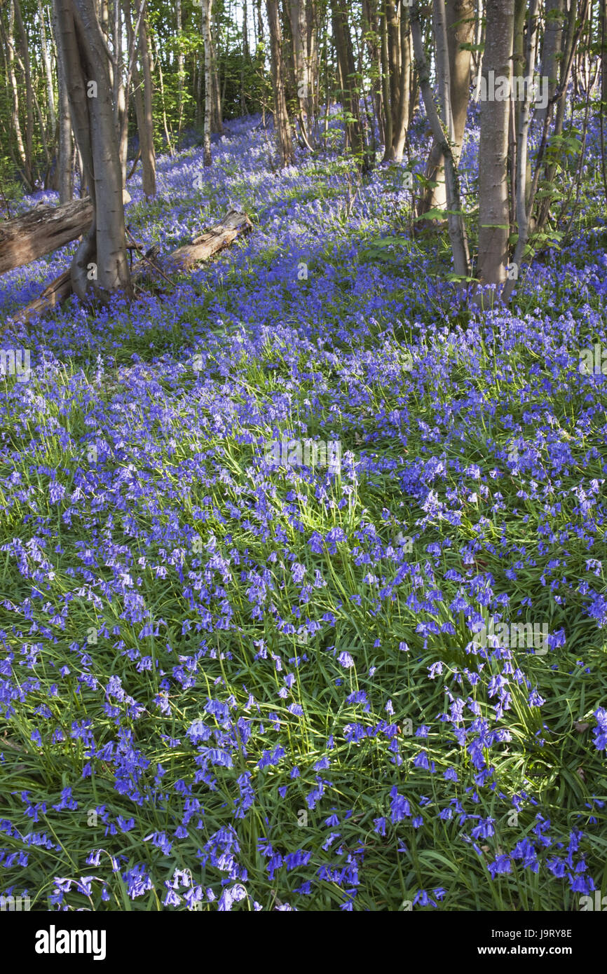 Great Britain,England,Kent,wood,forest hyacinths,spring Stock Photo - Alamy