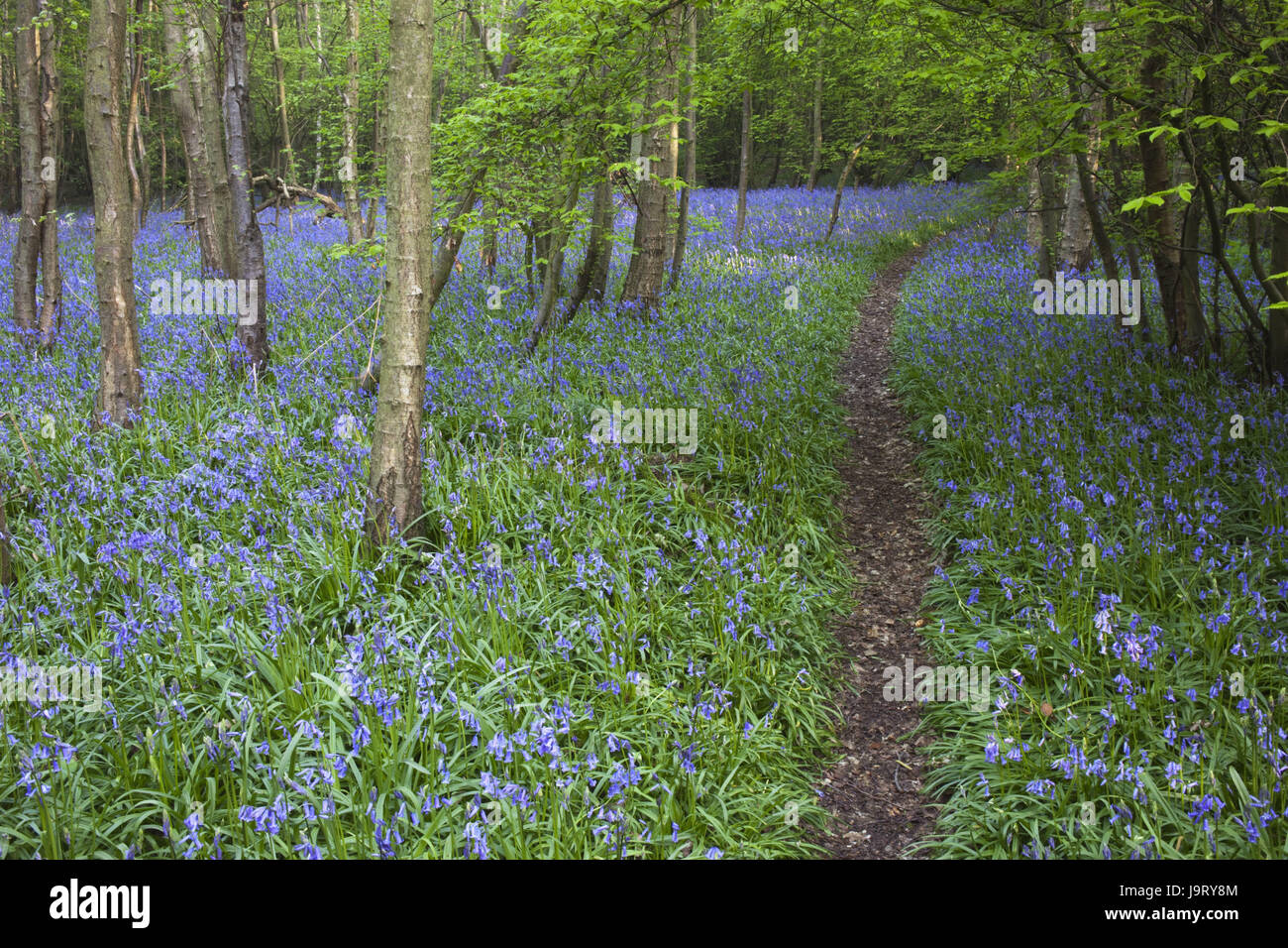 Great Britain,England,Kent,wood,forest hyacinths,footpath,spring Stock ...