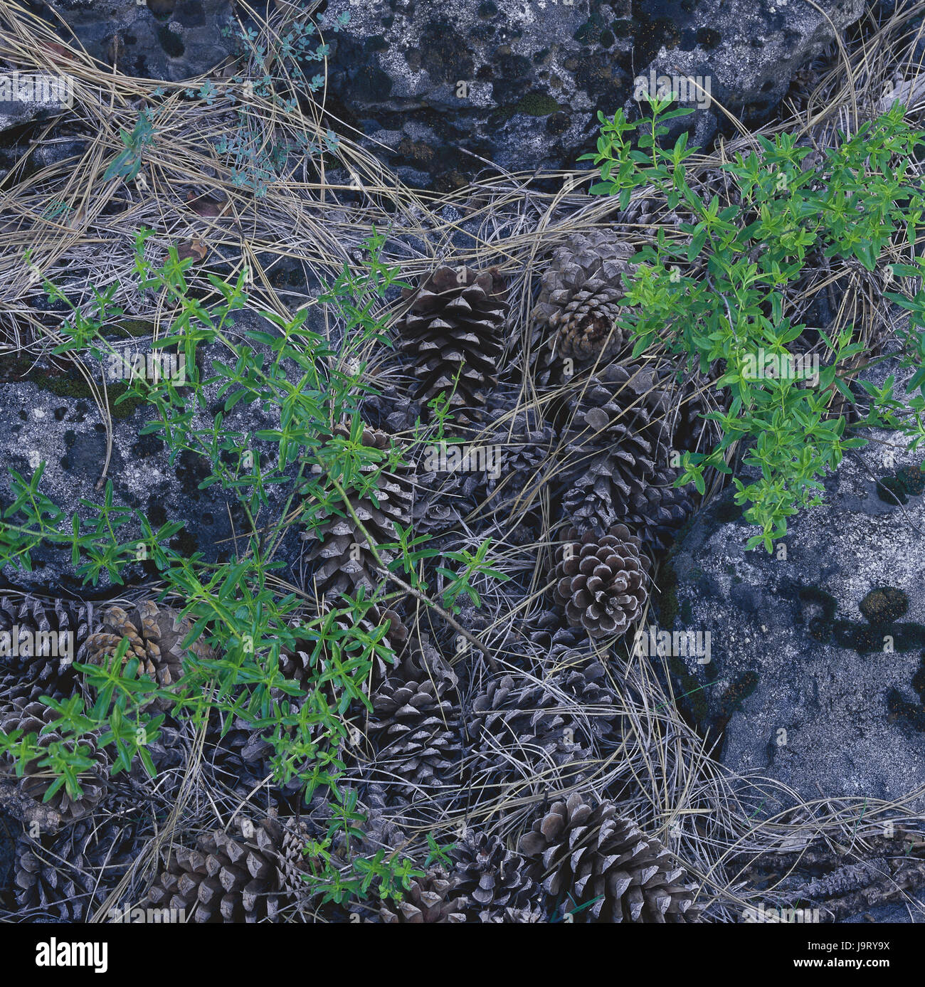 Nature,stones,plants,vegetation,pine cone,habitat,untouched,floor ...
