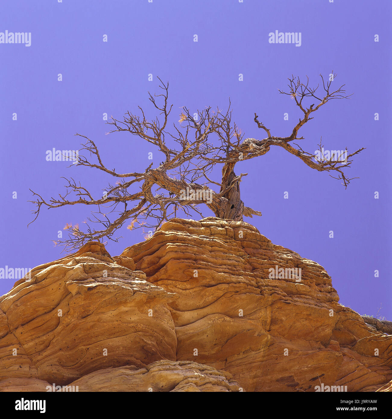 The USA,Utah,Zion Nationwide park,rock,tree,drily,deadly,nature ...