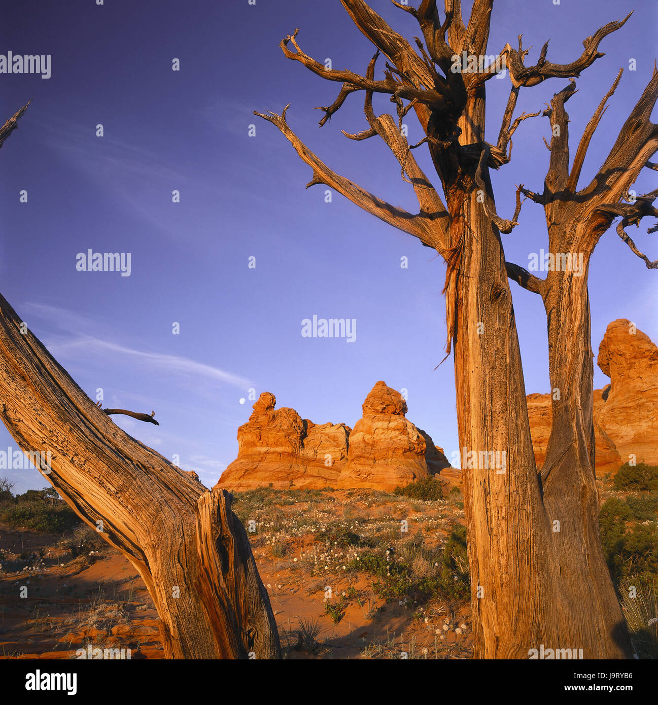 The USA,Utah,pariah Canyon-Vermilion Cliffs Wilderness,coyote of ...