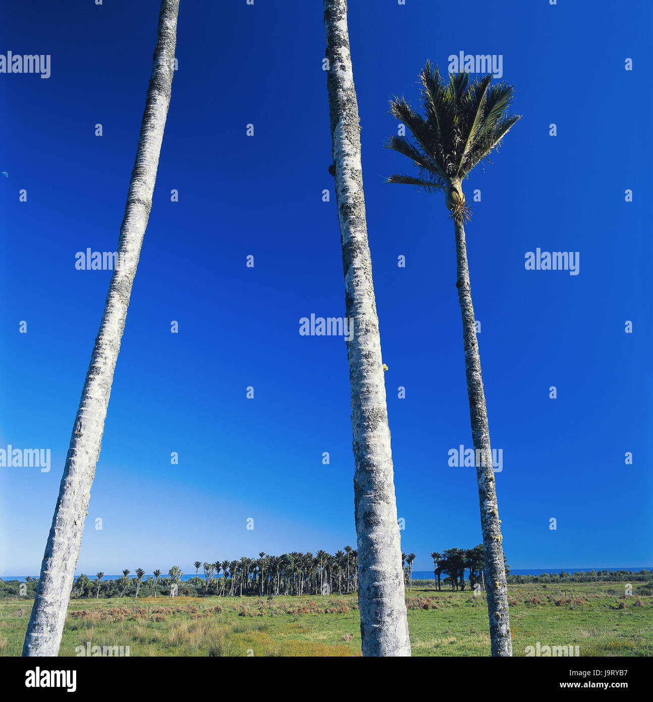 Palms,three,detail,sky,blue,coast,palm grove,New Zealand,south island ...