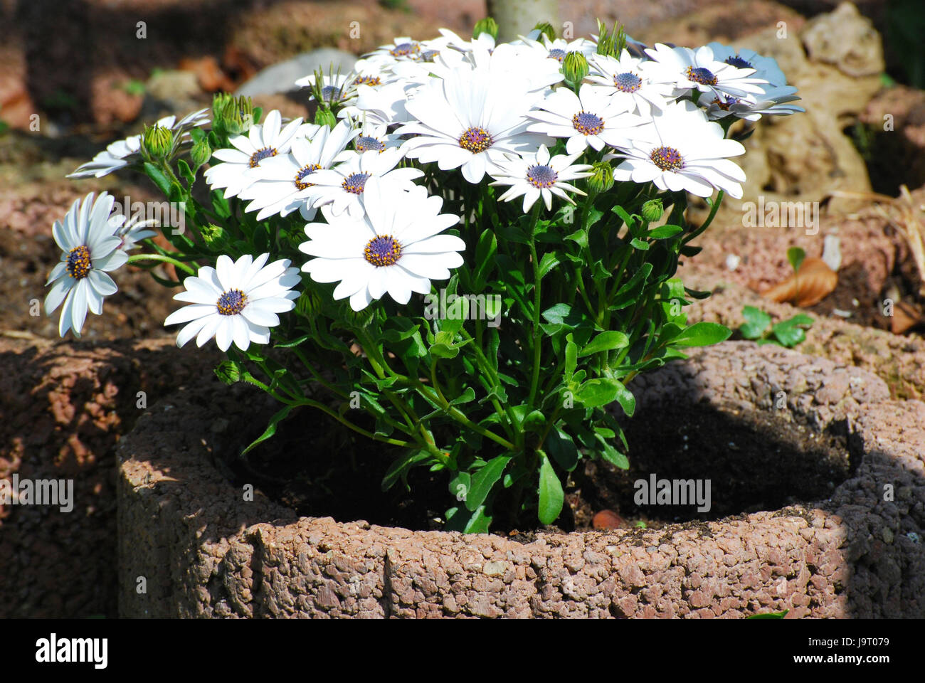 Stone trough,plants,cape margin rites Stock Photo - Alamy