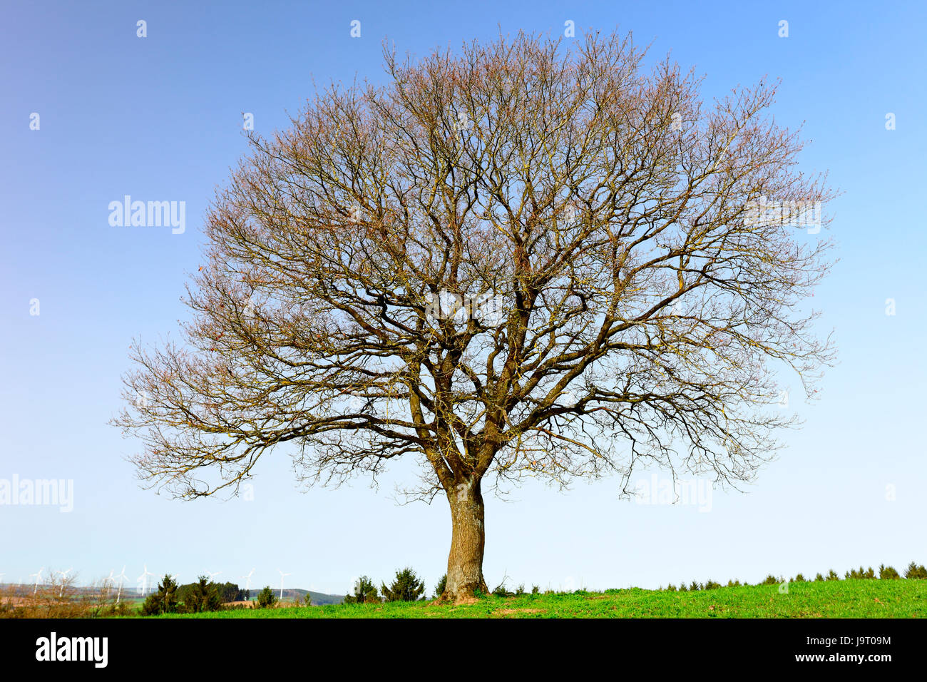 tree, spring, bouncing, bounces, hop, skipping, frisks, jumping, jump ...