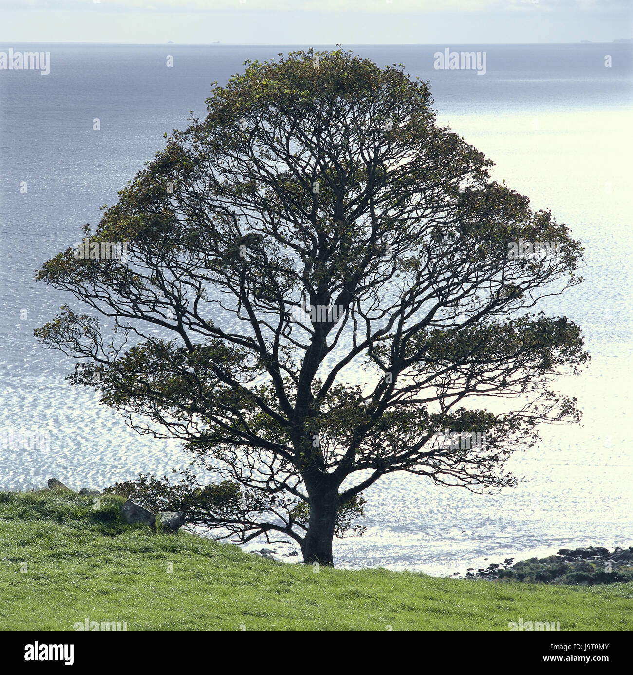 Great Britain,Northern Ireland,Ulster,Antrim,sea,coast,tree,nature ...