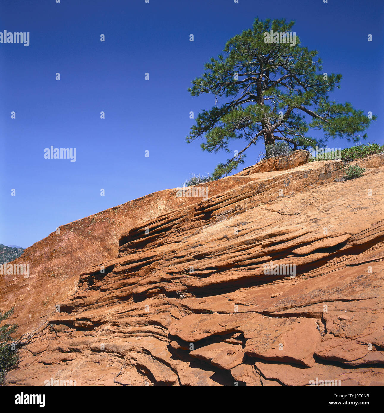 The USA,Utah,Zion Nationwide park,rock,tree,pine,nature,vegetation ...