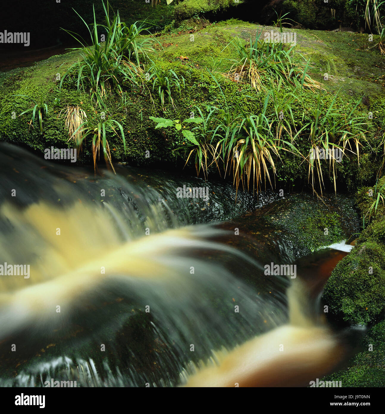 New Zealand,west country national park,brook,shore,grass,moss,water ...