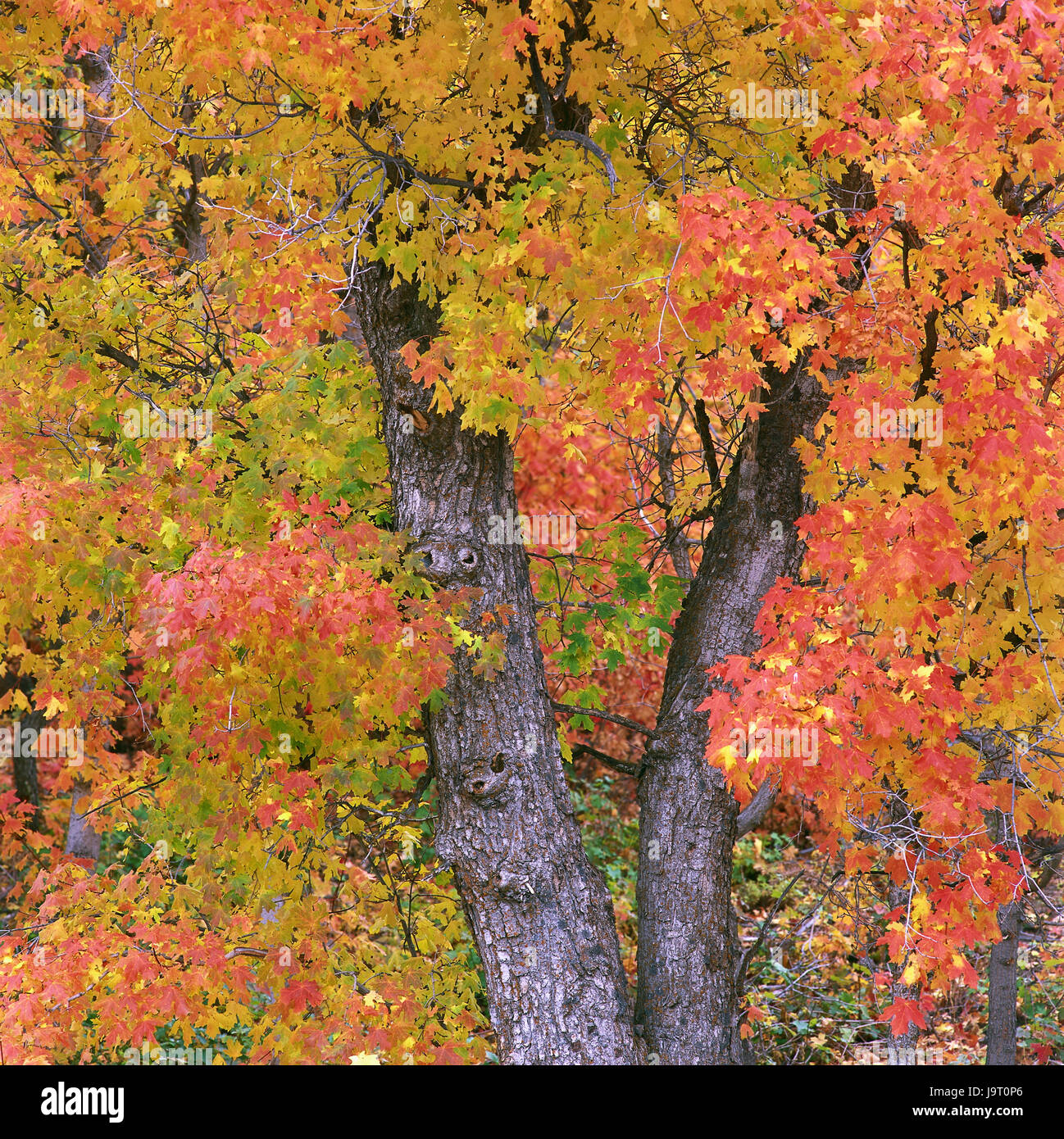 The USA,Utah,Uinta Mountains,Timpanogos region,wood,trees,autumn ...
