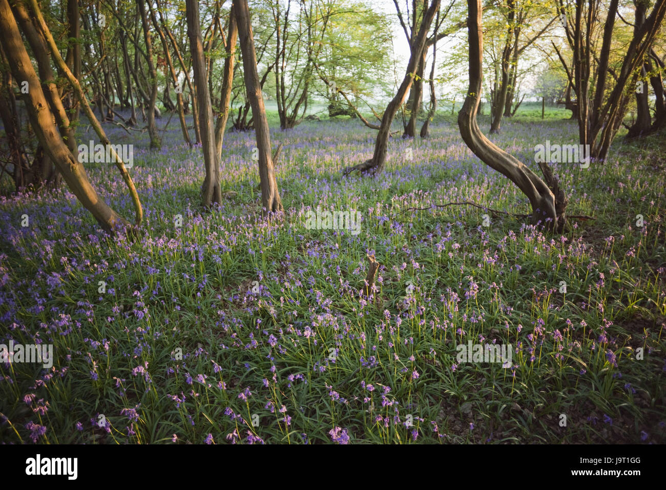 Great Britain,England,Kent,wood,forest hyacinths,spring Stock Photo - Alamy