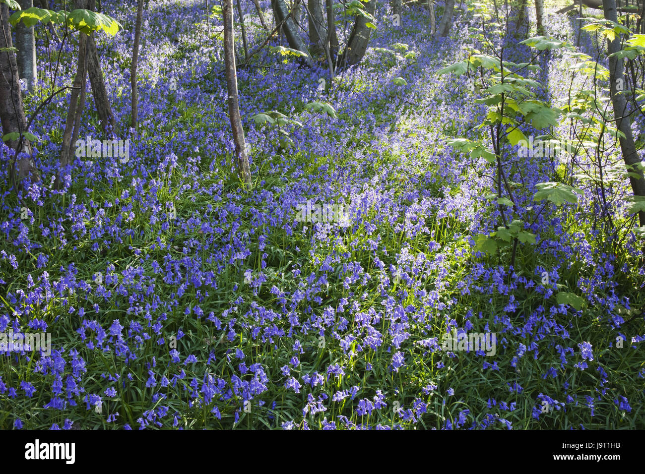Great Britain,England,Kent,wood,forest hyacinths,spring Stock Photo - Alamy