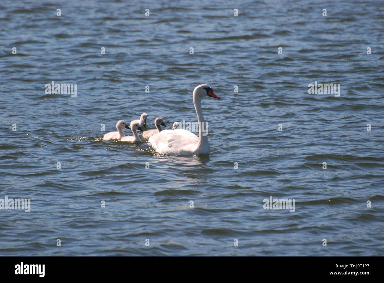 Young hump swans hi-res stock photography and images - Alamy