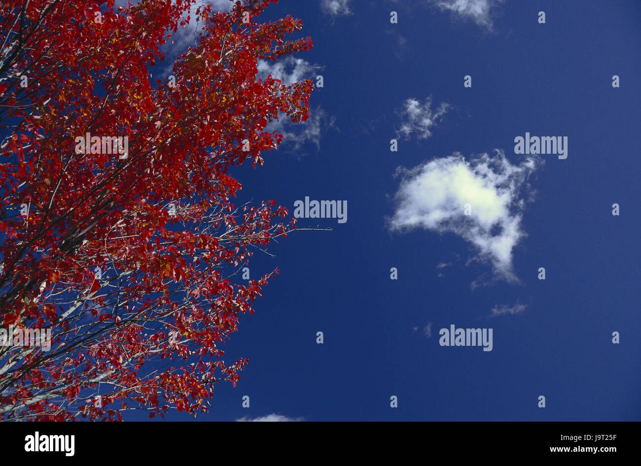 Trees,autumn staining,detail,Indian buzzer,autumn,the USA,North America ...