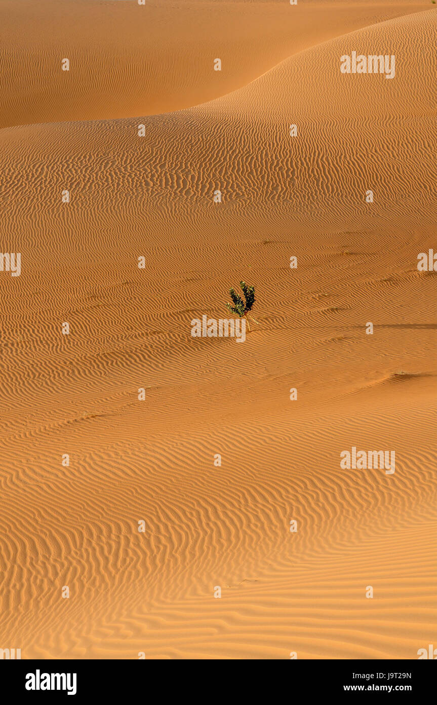 Mauritania,Adrar,Chinguetti,desert,Sand dunes,plant,Africa,dunes,dune ...