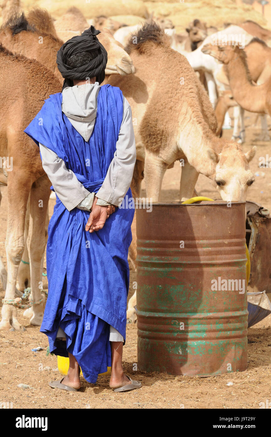 Mauritania,Nouakchott,camel market,bedouin,back view,camels,Africa,West ...