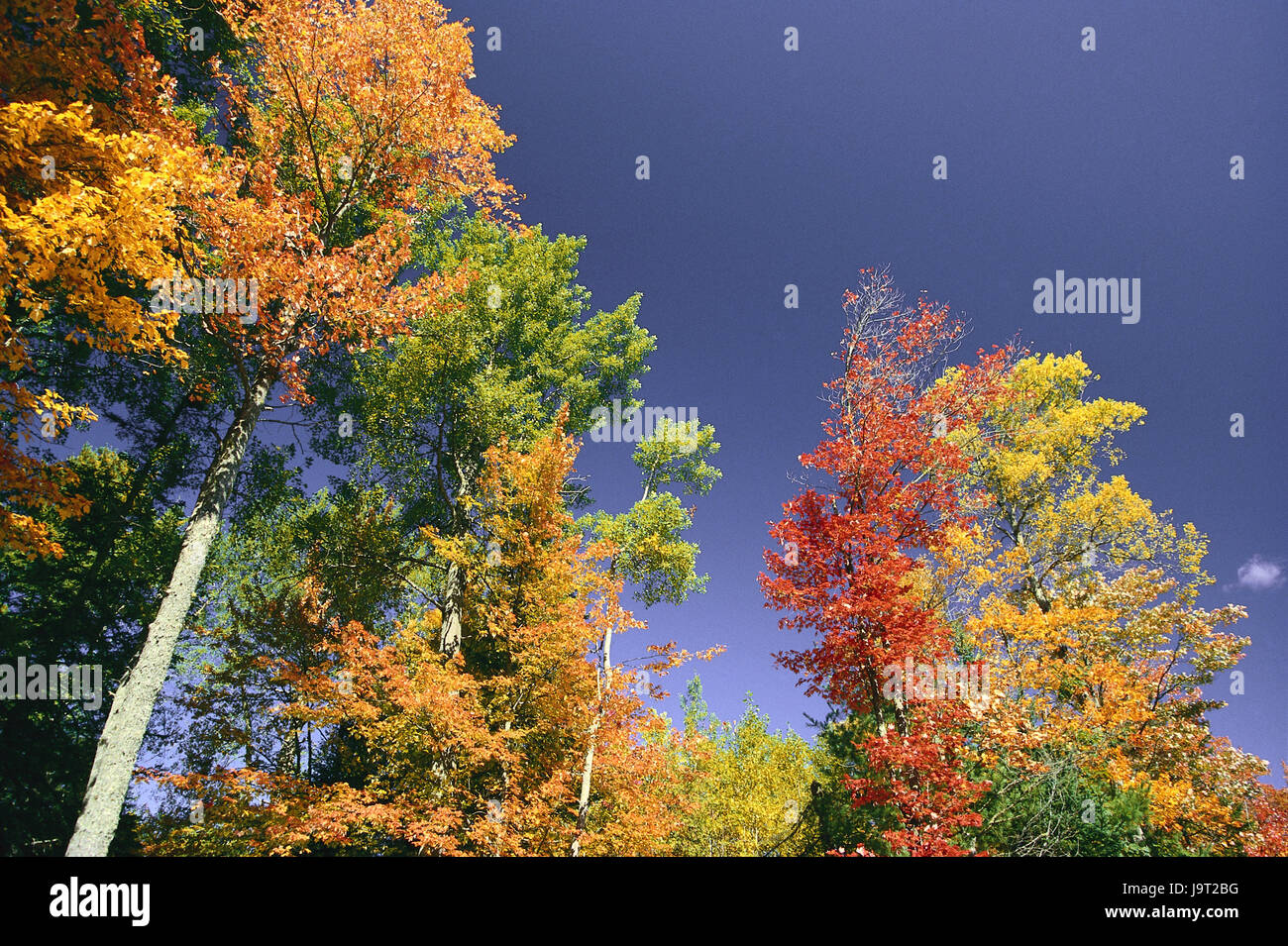 Trees,autumn staining,detail,Indian buzzer,autumn,the USA,North America ...