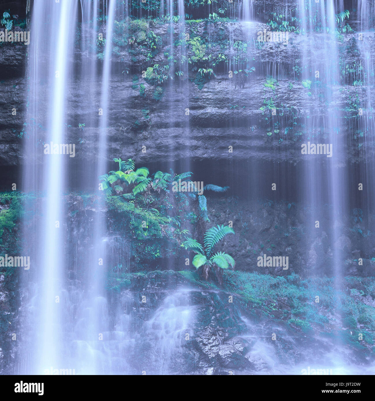 Waterfall,rock,plants,detail,ferns,terraces,motion blur,conception ...