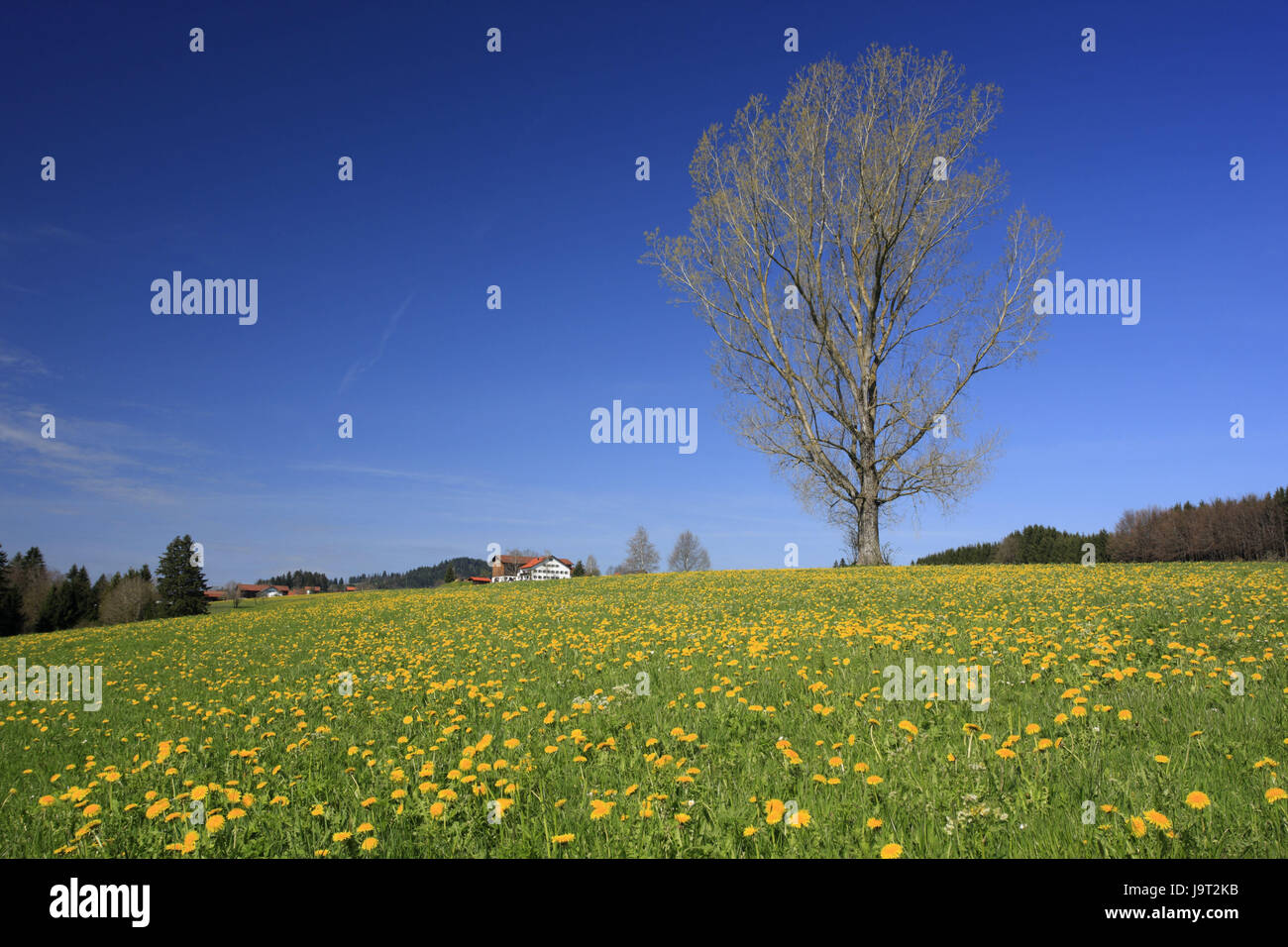 Germany,Bavaria,Allgäu,east Allgäu,king's angle,mountain Auer,dandelion ...