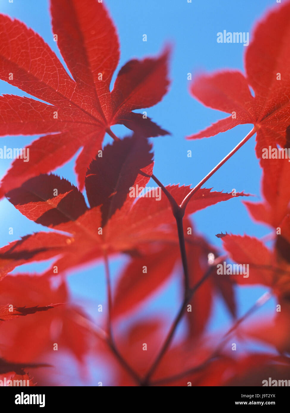 Maple leaves,red,medium close-up Stock Photo - Alamy