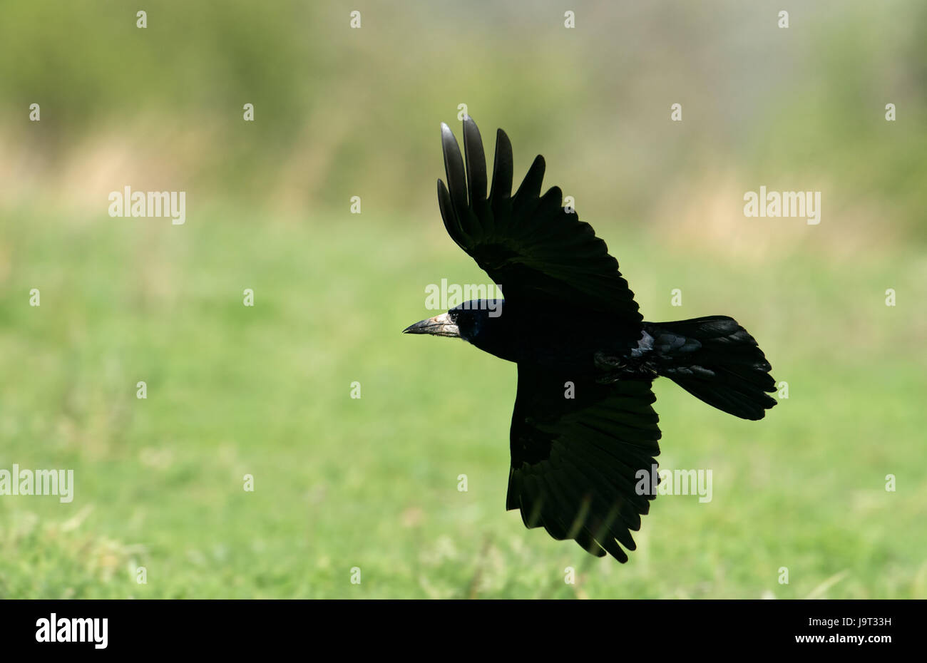 Carrion Crow-Corvus corone takes flight. Spring. Uk Stock Photo - Alamy