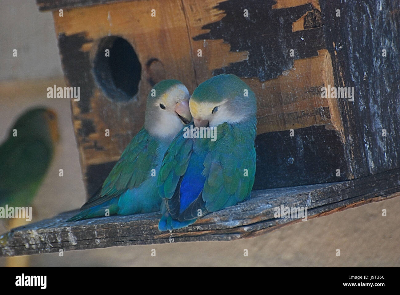 Parrots are inseparable hi-res stock photography and images - Alamy
