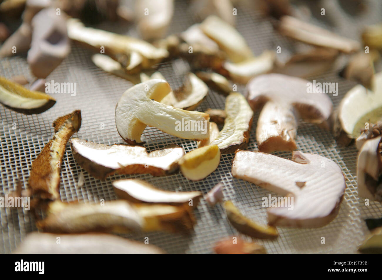 Fungi drying hi-res stock photography and images - Alamy