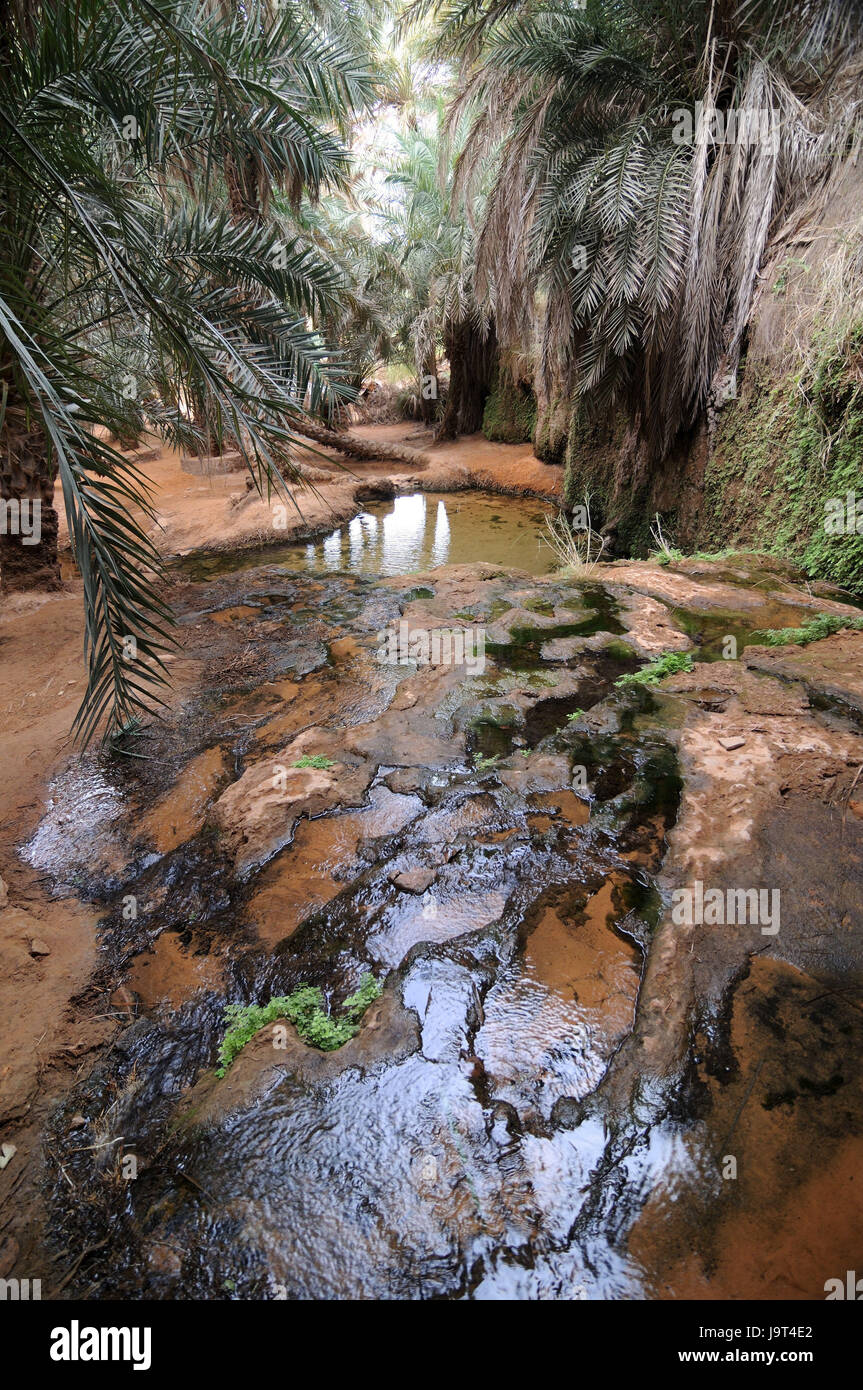 Mauritania,Adrar,Tirjit,palm oasis,rock,water,Africa,West Africa ...