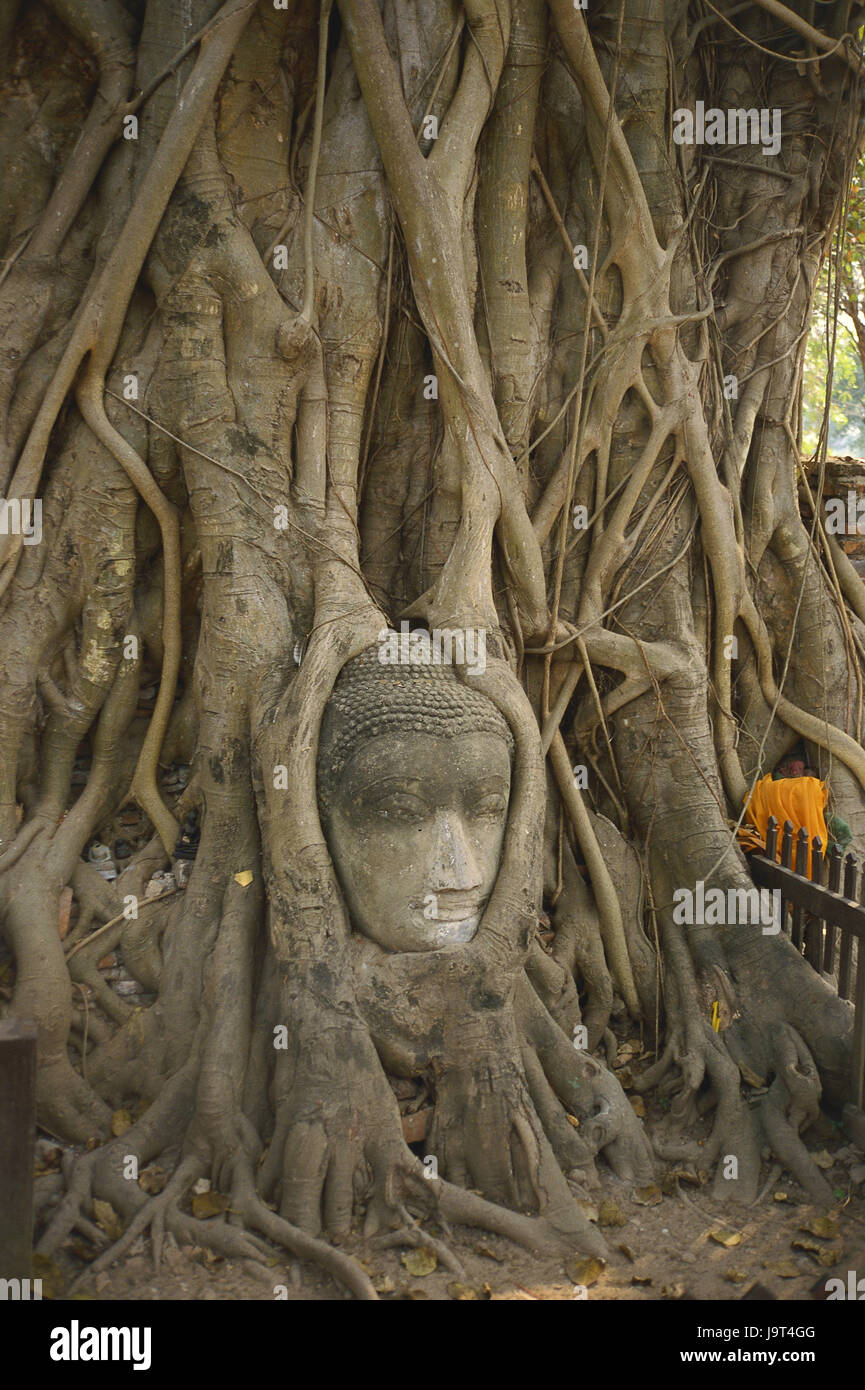 Thailand,Ayutthaya,Wat Mahathat,tree,detail,roots,Buddha's head,Asia ...