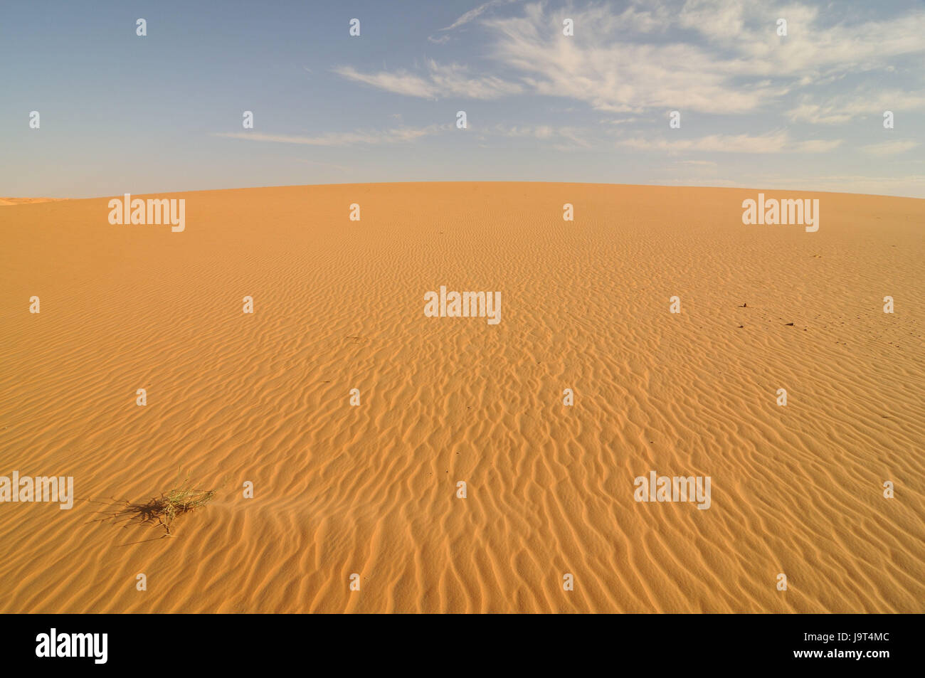 Mauritania,Adrar,Chinguetti,desert,Sand dunes,plant,Africa,dunes ...
