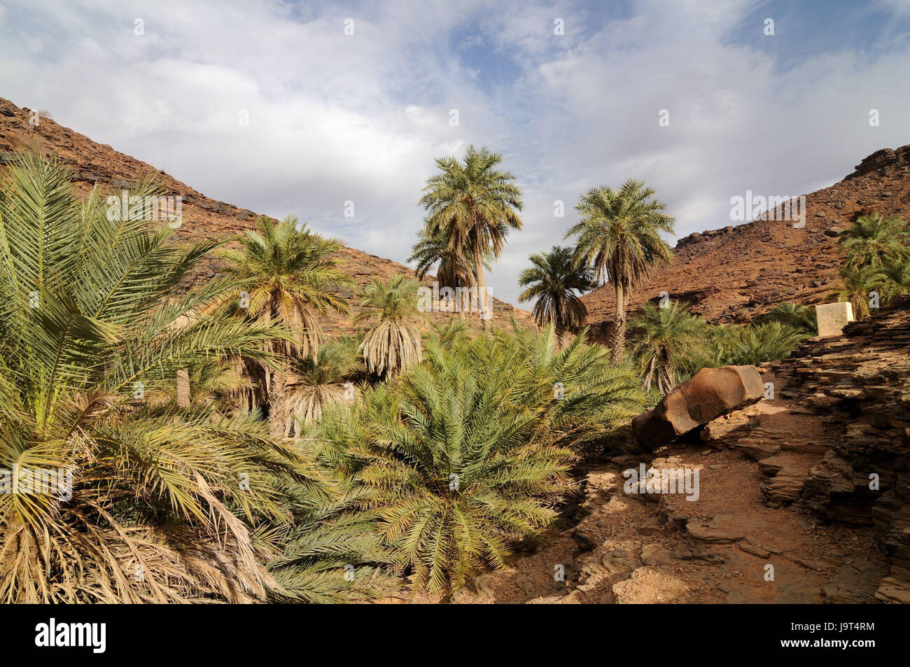 Mauritania,Adrar,Tirjit,palm oasis,rock,Africa,West Africa,scenery ...
