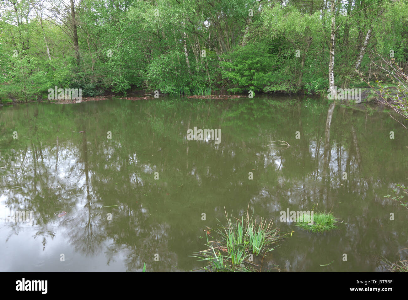 Pond at Highgate Common Nature Reserve. Staffordshire Wildlife Trust ...