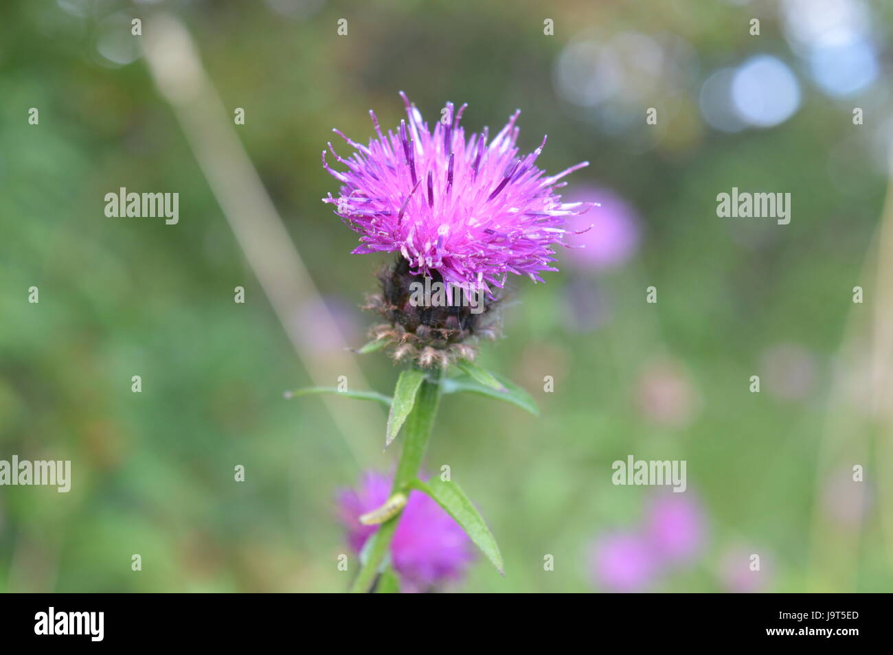 National flower of scotland hi-res stock photography and images - Alamy